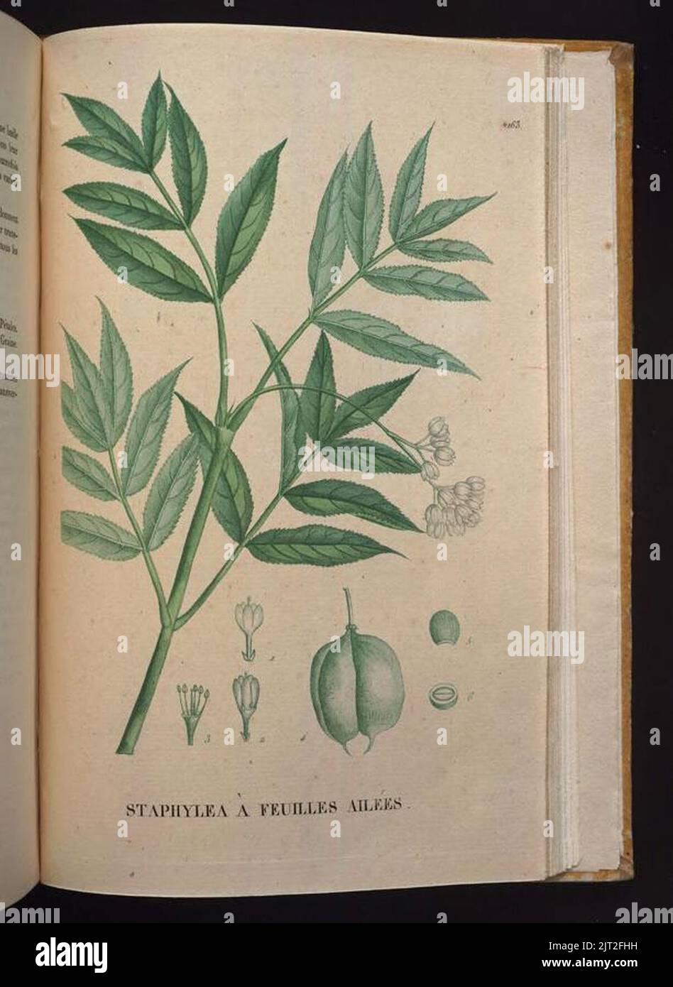 Traite des arbrisseaux et des arbustes cultives en France et en pleine ...