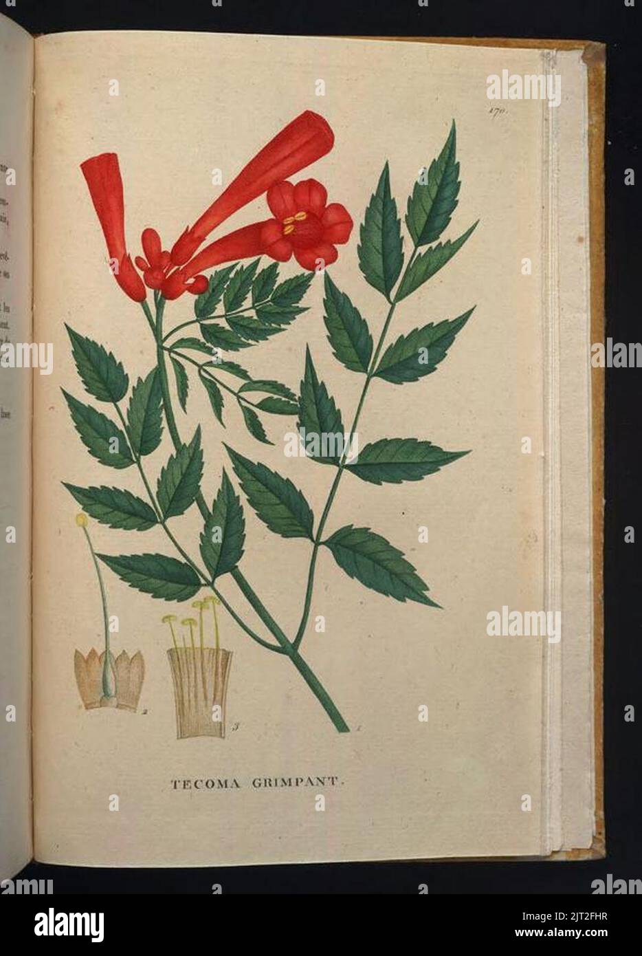 Traite des arbrisseaux et des arbustes cultives en France et en pleine ...