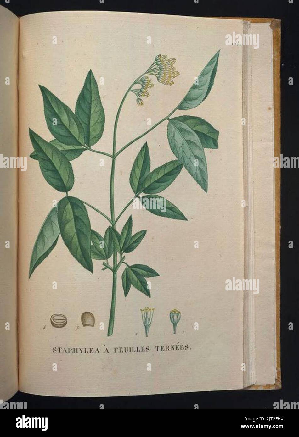 Traite des arbrisseaux et des arbustes cultives en France et en pleine ...