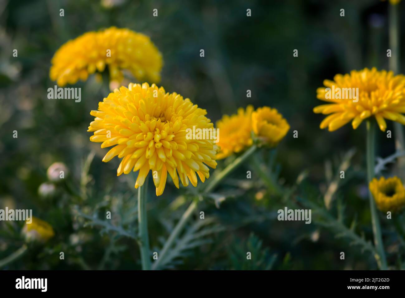 Bijli flower hi-res stock photography and images - Alamy