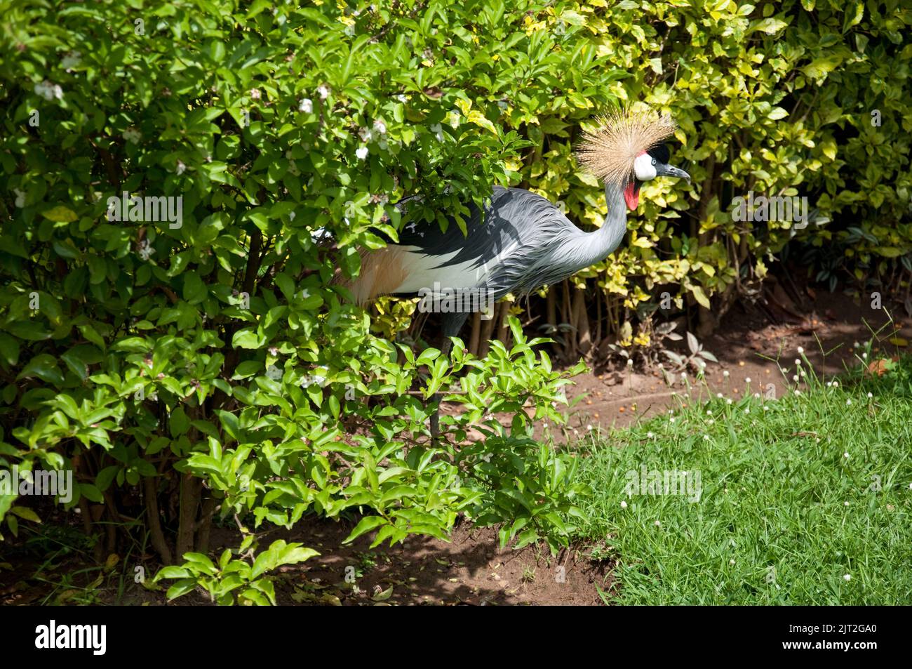 Cranes in a Private Garden, Kigali, Rwanda. Rwanda is known as the ...