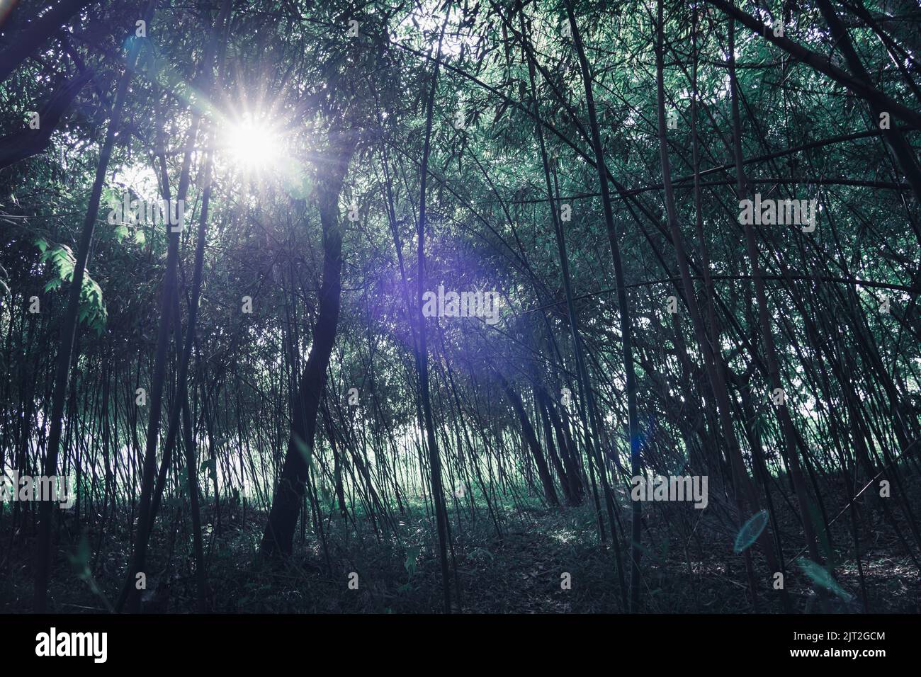 A scenic view of a forest with tall wooden trees filled with sun rays ...