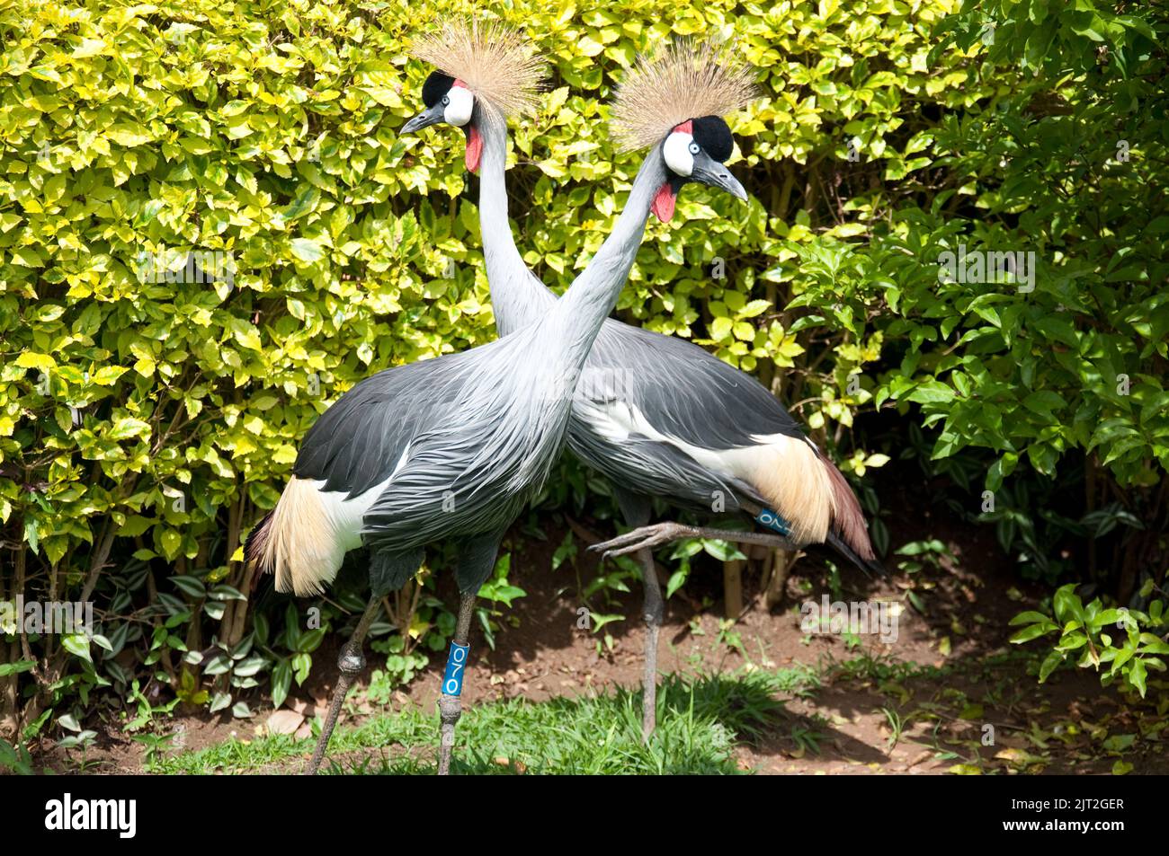 Cranes in a Private Garden, Kigali, Rwanda. Rwanda is known as the ...
