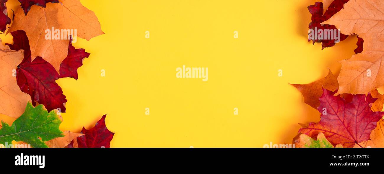 Frame from fallen autumn maple leaves on a bright yellow background ...