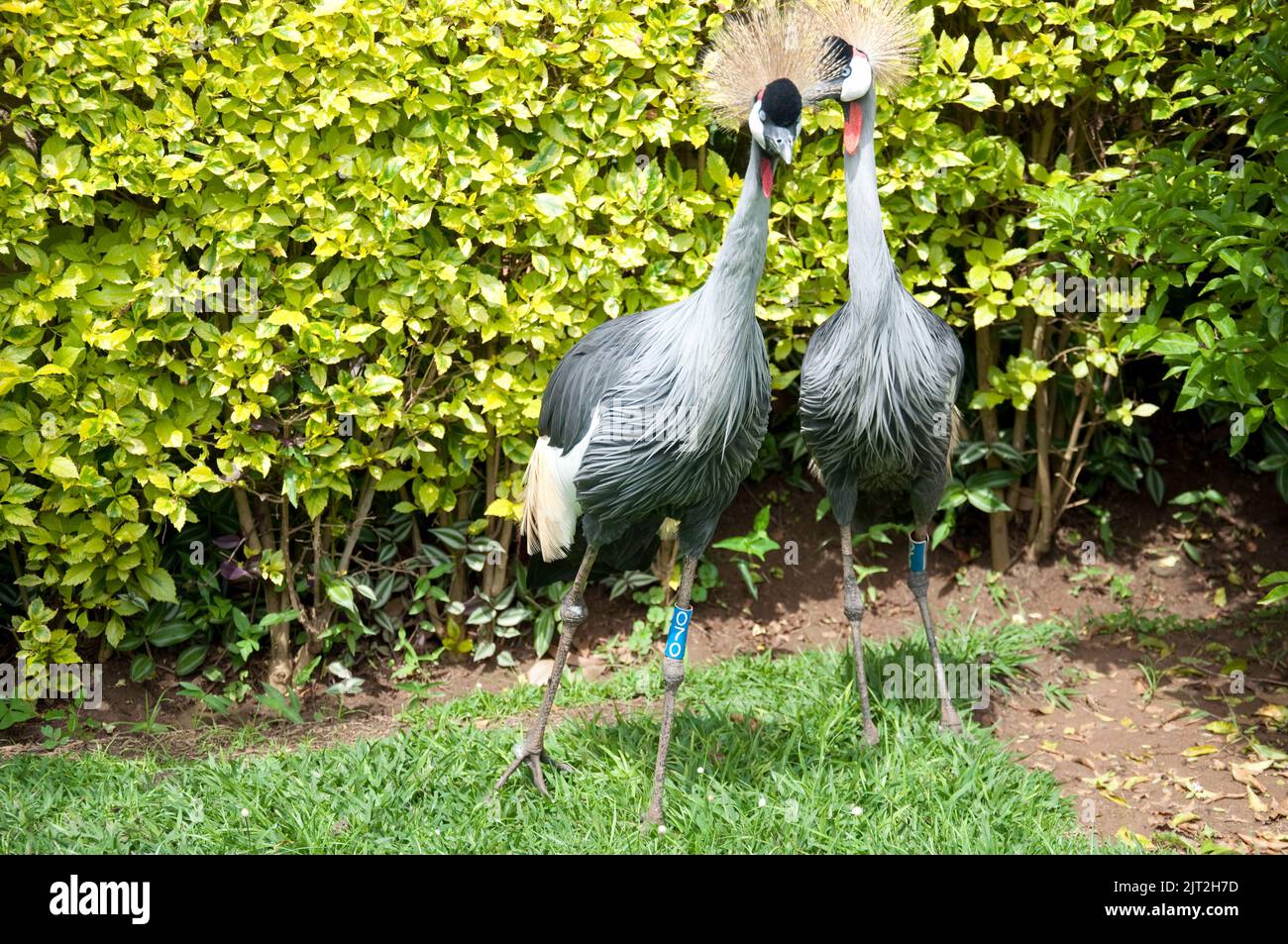 Cranes in a Private Garden, Kigali, Rwanda. Rwanda is known as the ...