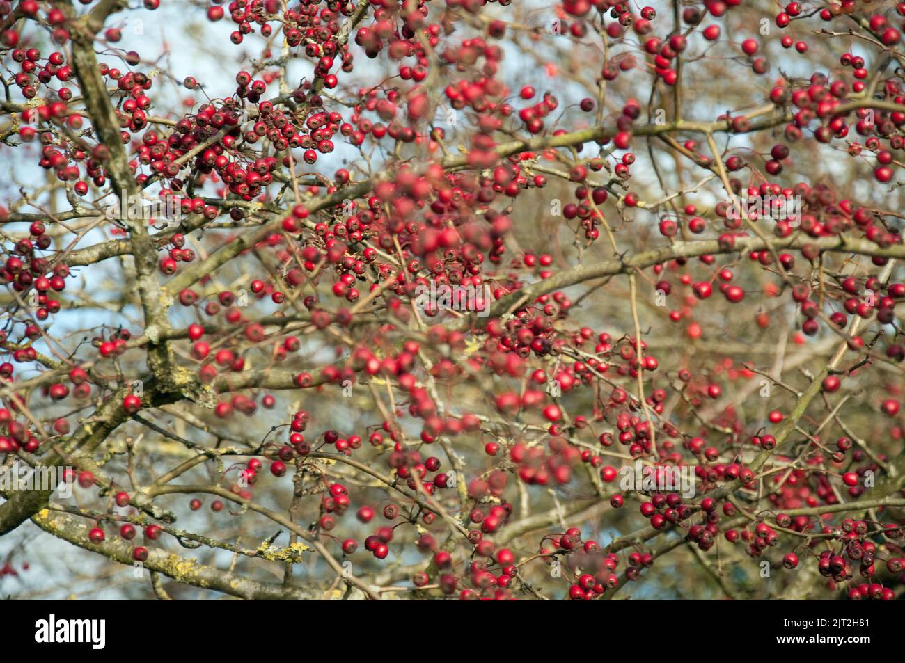 Field berries hi-res stock photography and images - Alamy