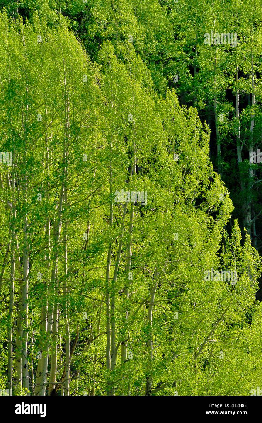 Aspen tree forest hi-res stock photography and images - Alamy