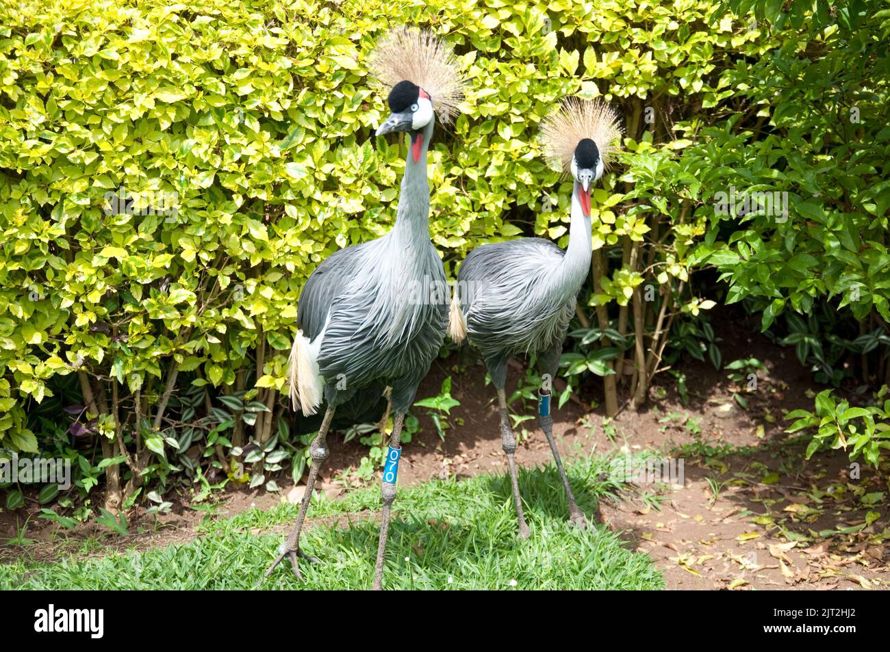 Cranes in a Private Garden, Kigali, Rwanda. Rwanda is known as the ...