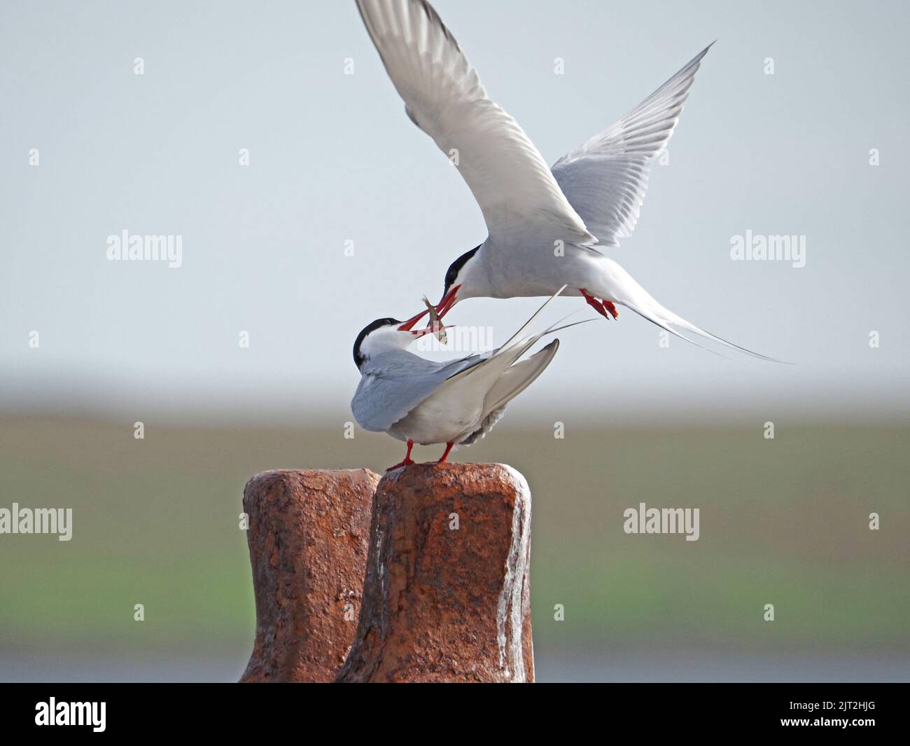 bonding ritual - male Arctic Tern (Sterna paradisaea) in flight feeding ...