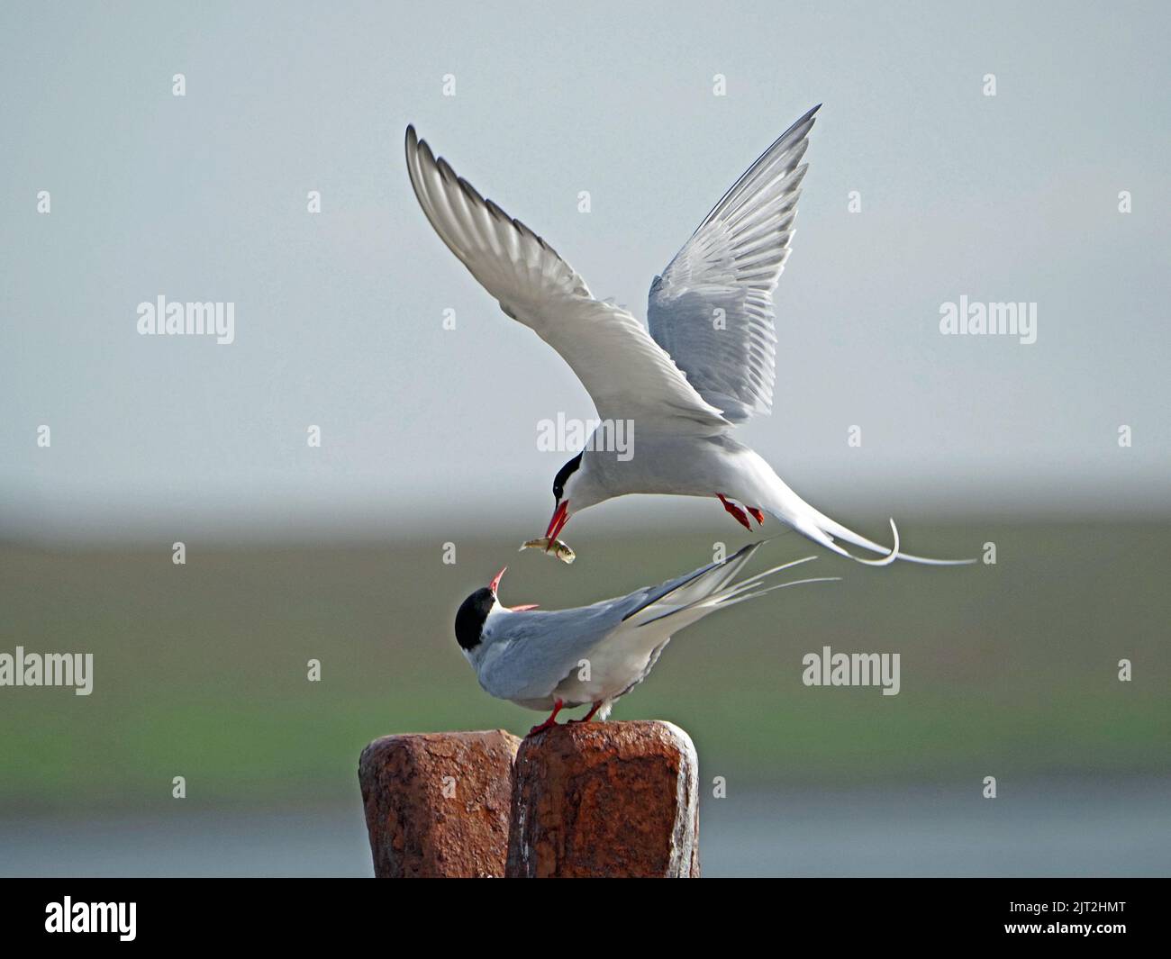 bonding ritual - male Arctic Tern (Sterna paradisaea) in flight feeding ...