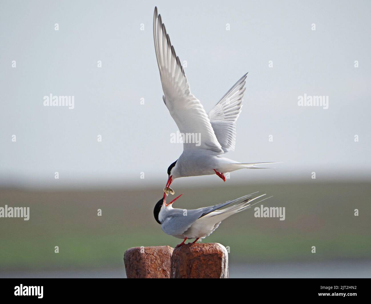 bonding ritual - male Arctic Tern (Sterna paradisaea) in flight feeding ...
