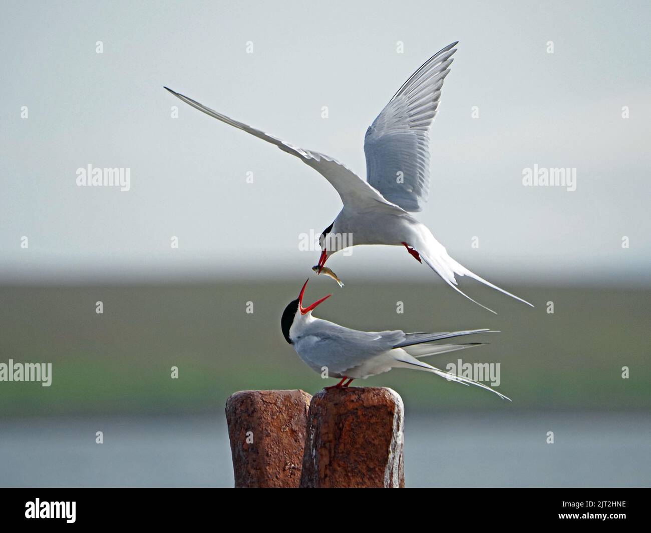 bonding ritual - male Arctic Tern (Sterna paradisaea) in flight feeding ...
