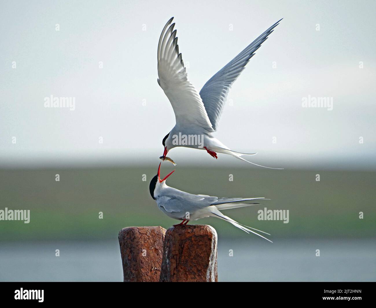 bonding ritual - male Arctic Tern (Sterna paradisaea) in flight feeding ...