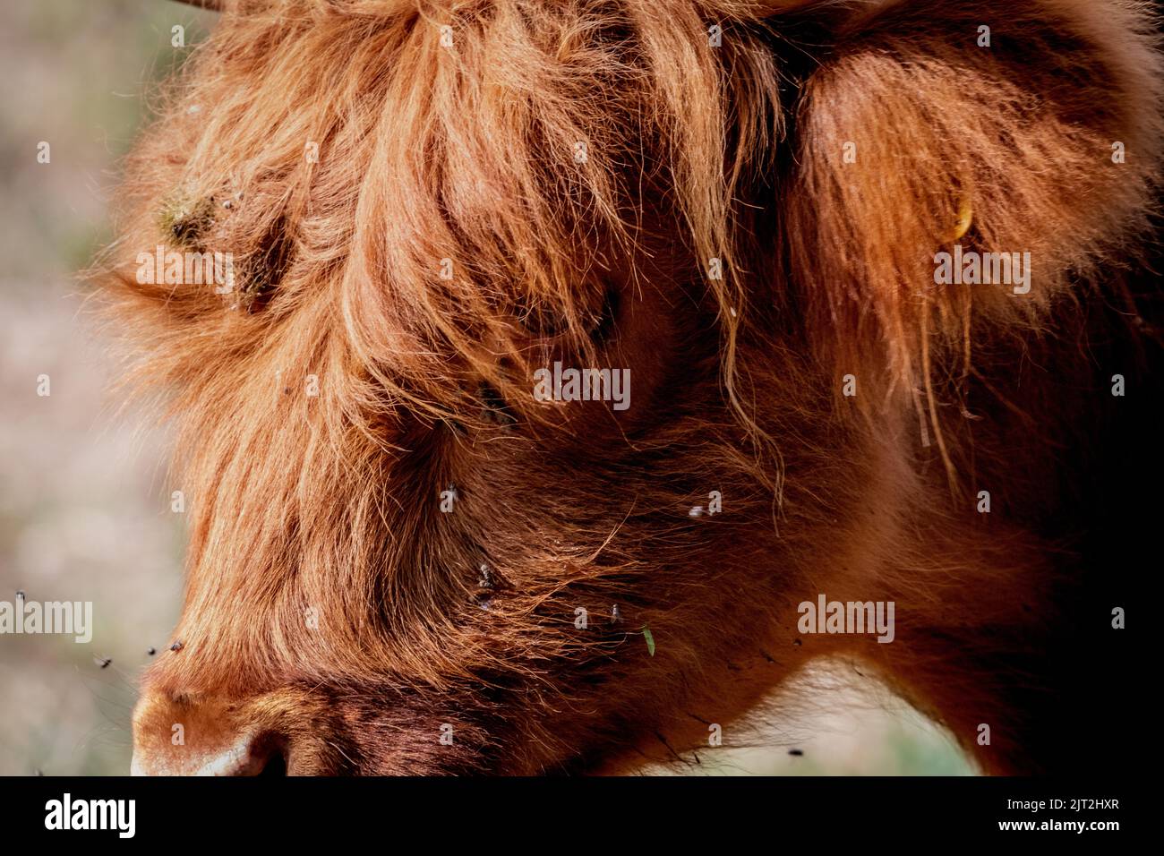 Highland cow with big horns hi-res stock photography and images - Alamy