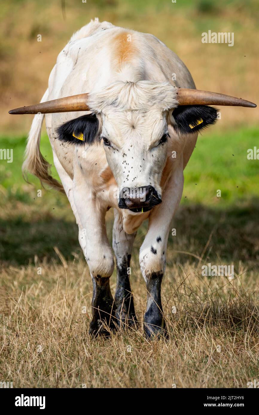 The Rare White Park Cow Stock Photo - Alamy