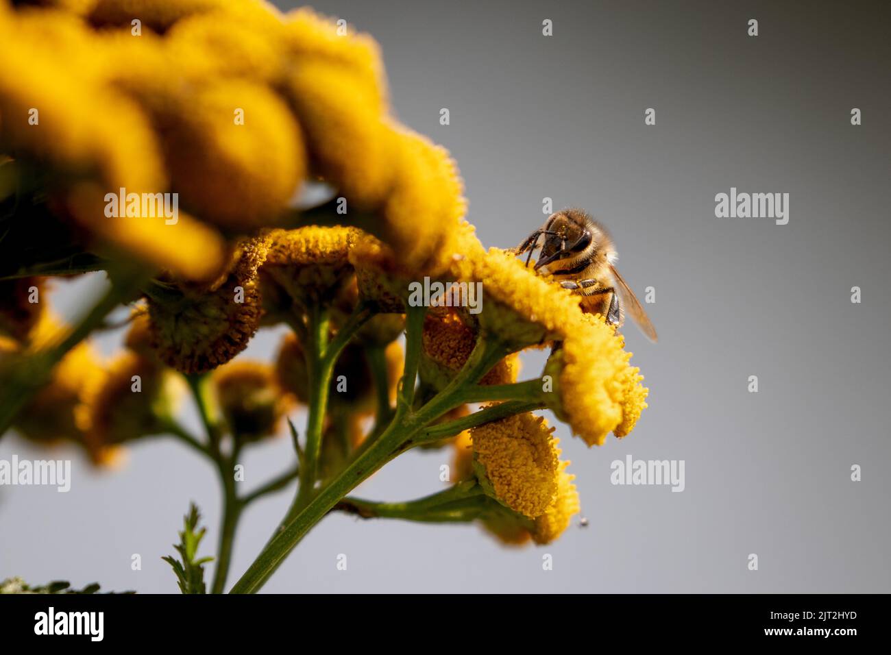 Honey Bee (Apis Mellifera Stock Photo - Alamy Honey Bee (Apis Mellifera Stock Photo - Alamy