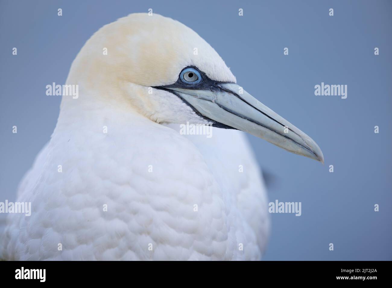 Close-up Northern Gannet Stock Photo - Alamy