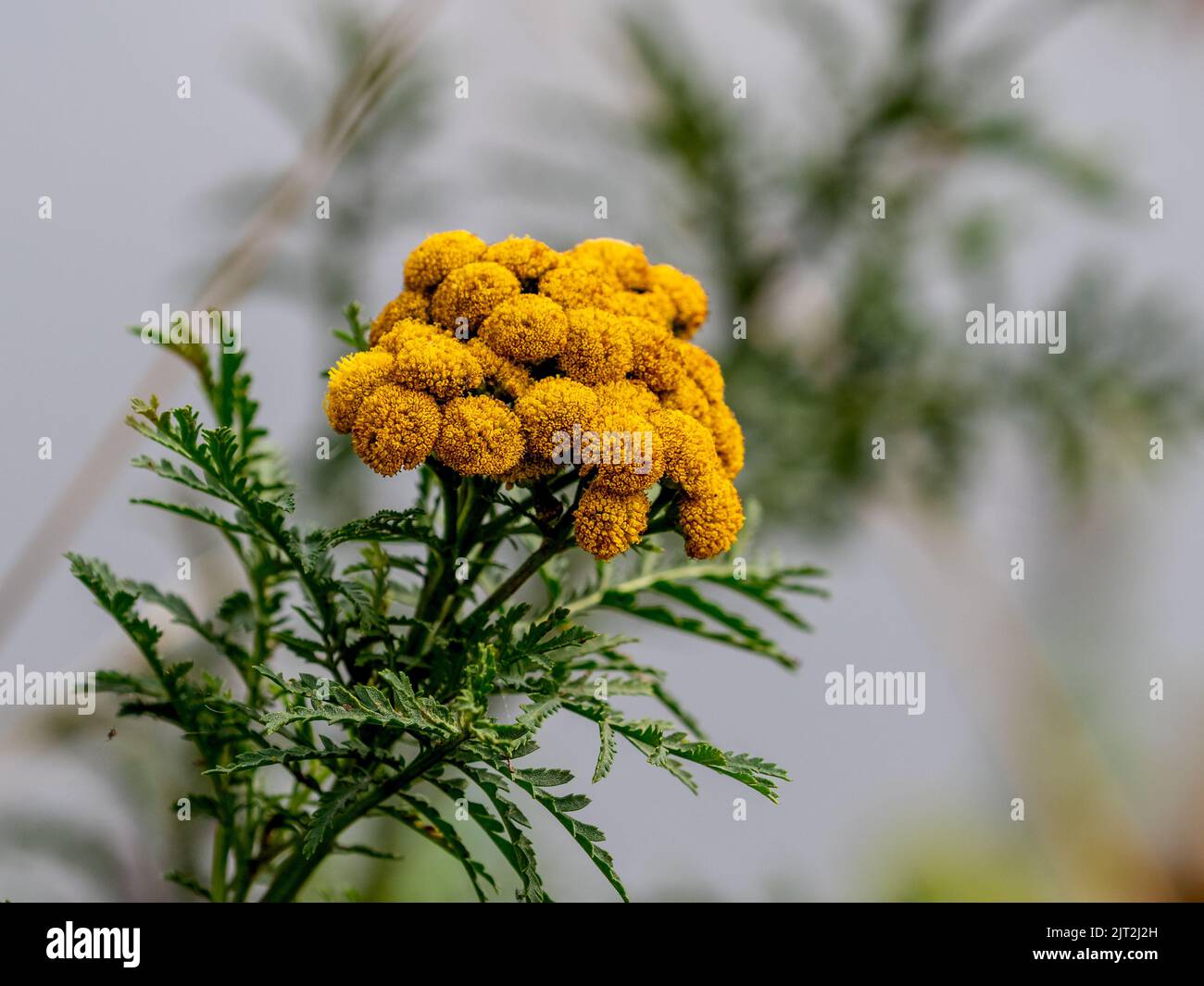 Common Tansy (Tanacetum Vulgare Stock Photo - Alamy