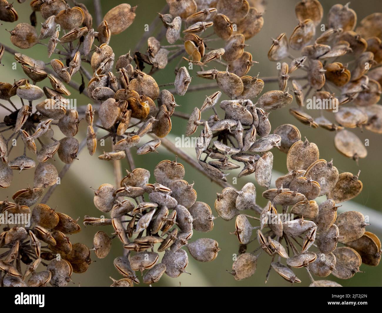Cow Parsnip Seeds Stock Photo - Alamy