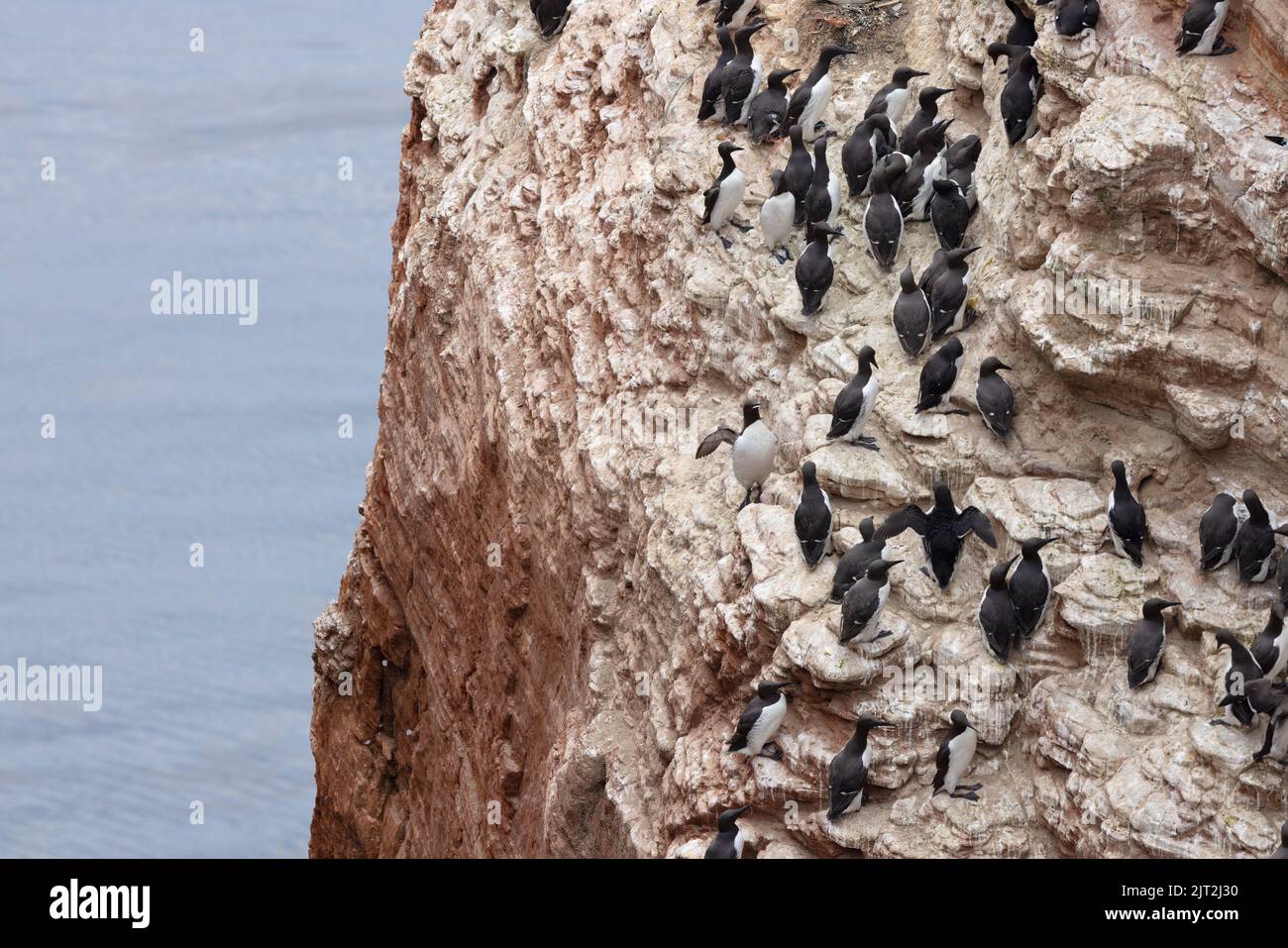Common murre nesting Stock Photo - Alamy