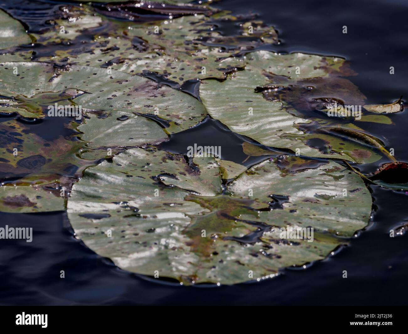 Water lily root hi-res stock photography and images - Alamy