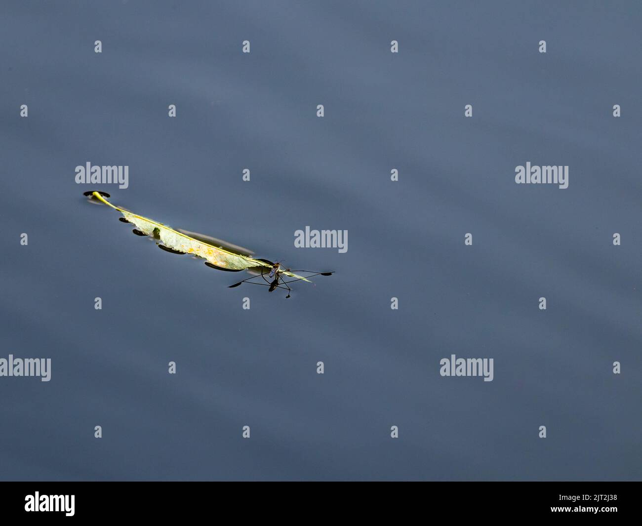 Water skipper bug hi-res stock photography and images - Alamy