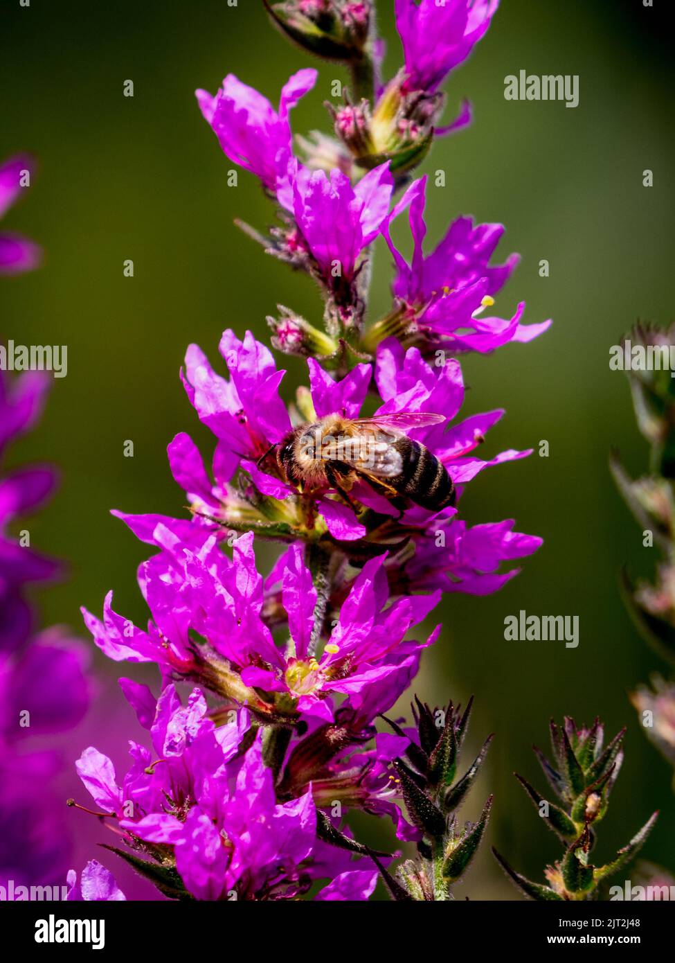 Honey Bee (Apis Mellifera Stock Photo - Alamy Honey Bee (Apis Mellifera Stock Photo - Alamy