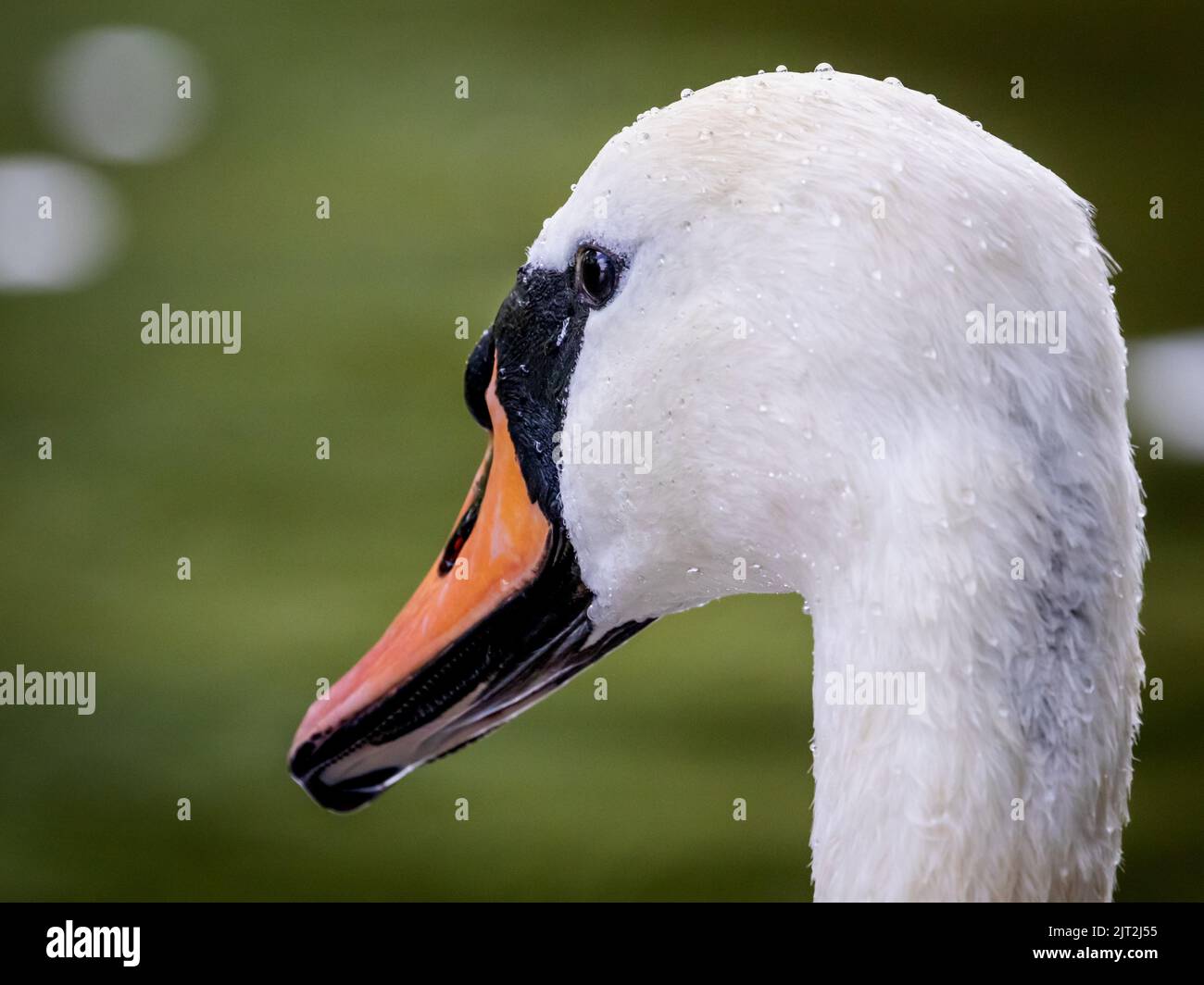 Black color swan hi-res stock photography and images - Alamy