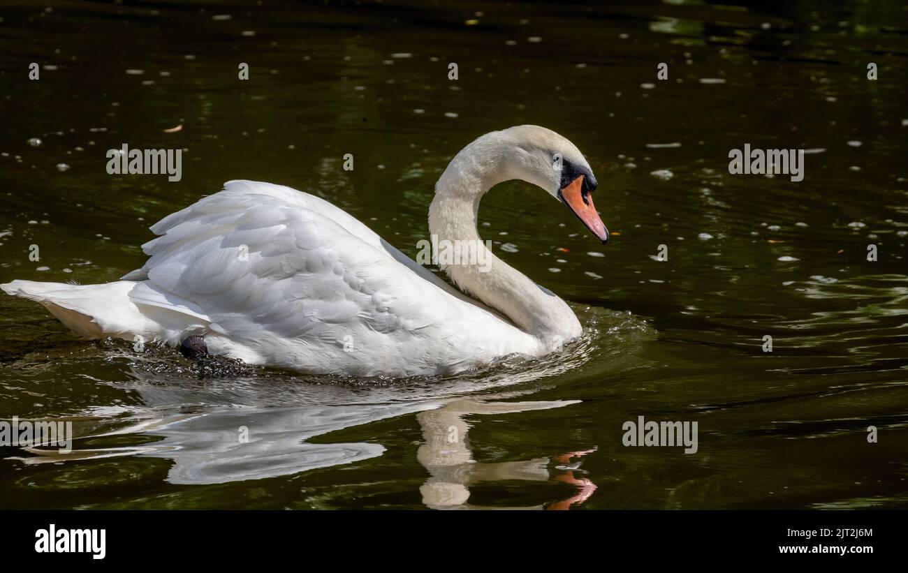 Serene aquatic environment hi-res stock photography and images - Alamy