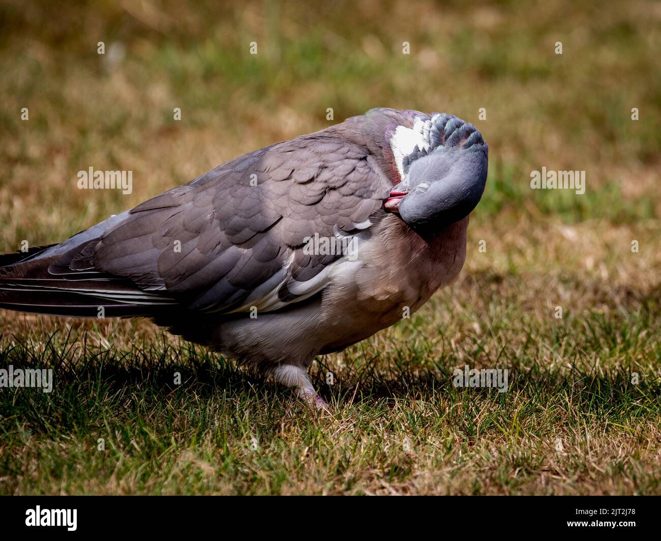 Columba palumbus preen hi-res stock photography and images - Alamy