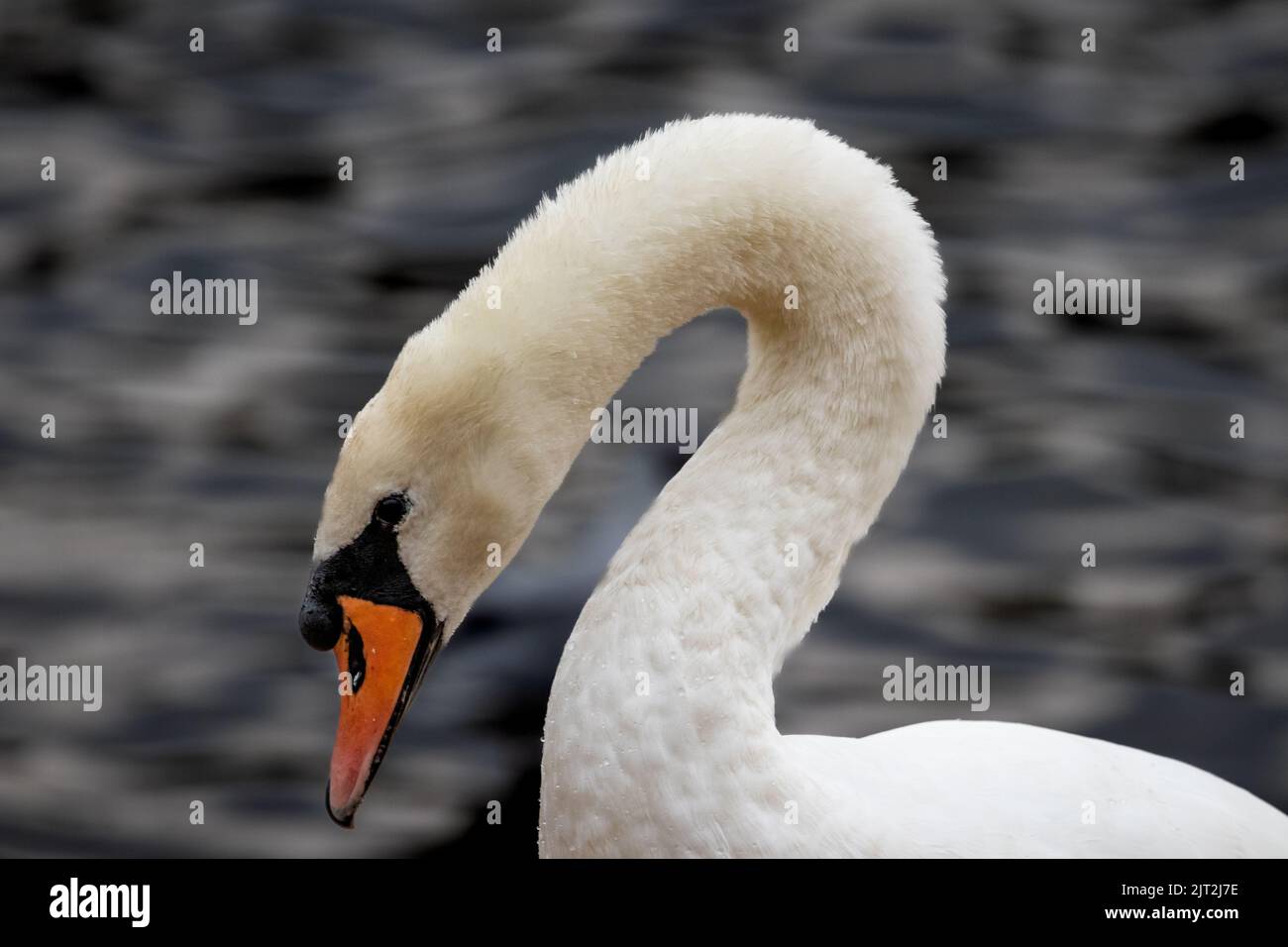 Aquatic bird beauty hi-res stock photography and images - Alamy