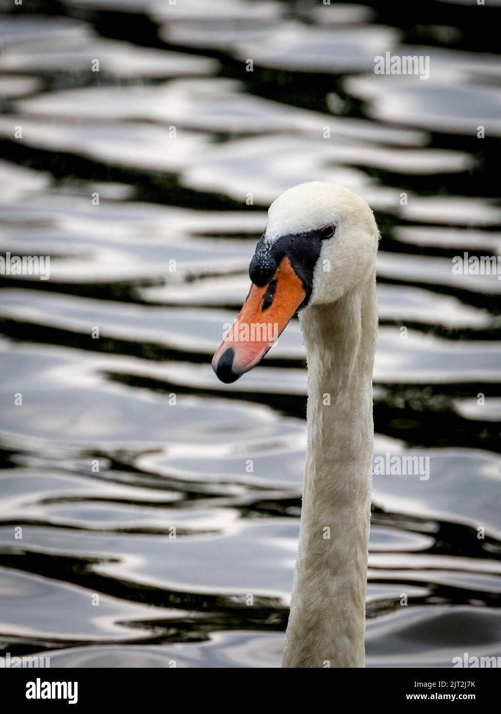 Black color swan hi-res stock photography and images - Alamy