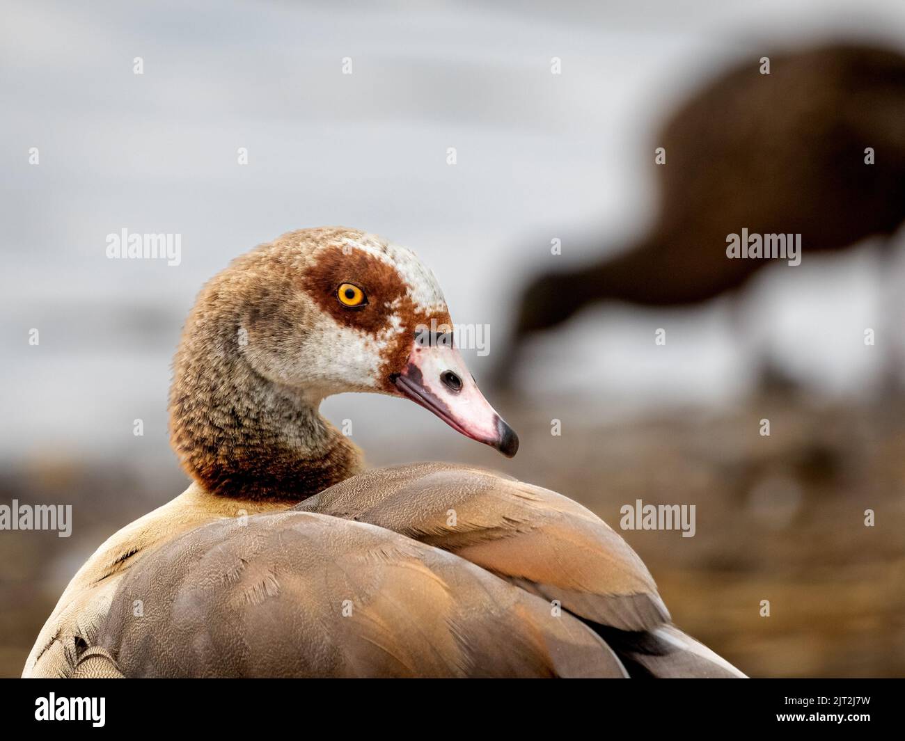 Egyptian Goose (Alopochen Aegyptiacus Stock Photo - Alamy