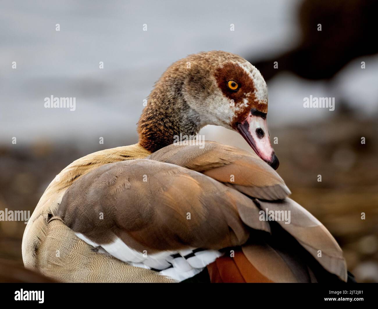 Egyptian Goose (Alopochen Aegyptiacus Stock Photo - Alamy