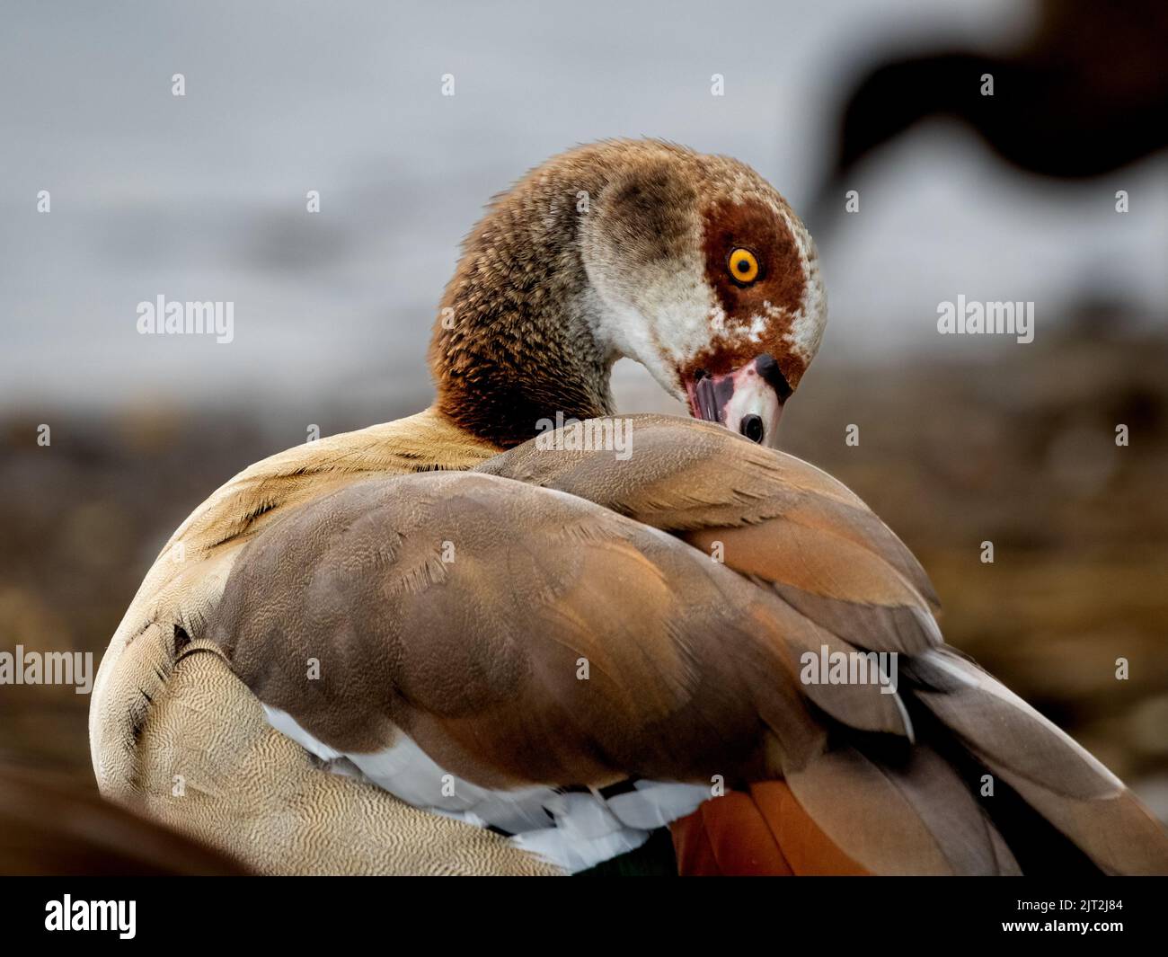 Egyptian Goose (Alopochen Aegyptiacus Stock Photo - Alamy