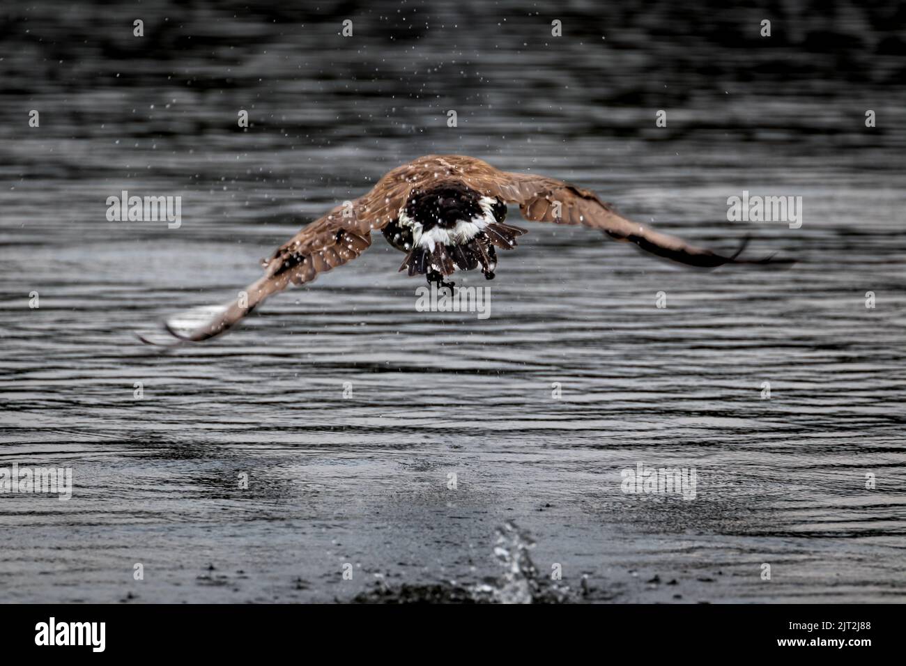 Canadian Goose Flying Away Stock Photo - Alamy