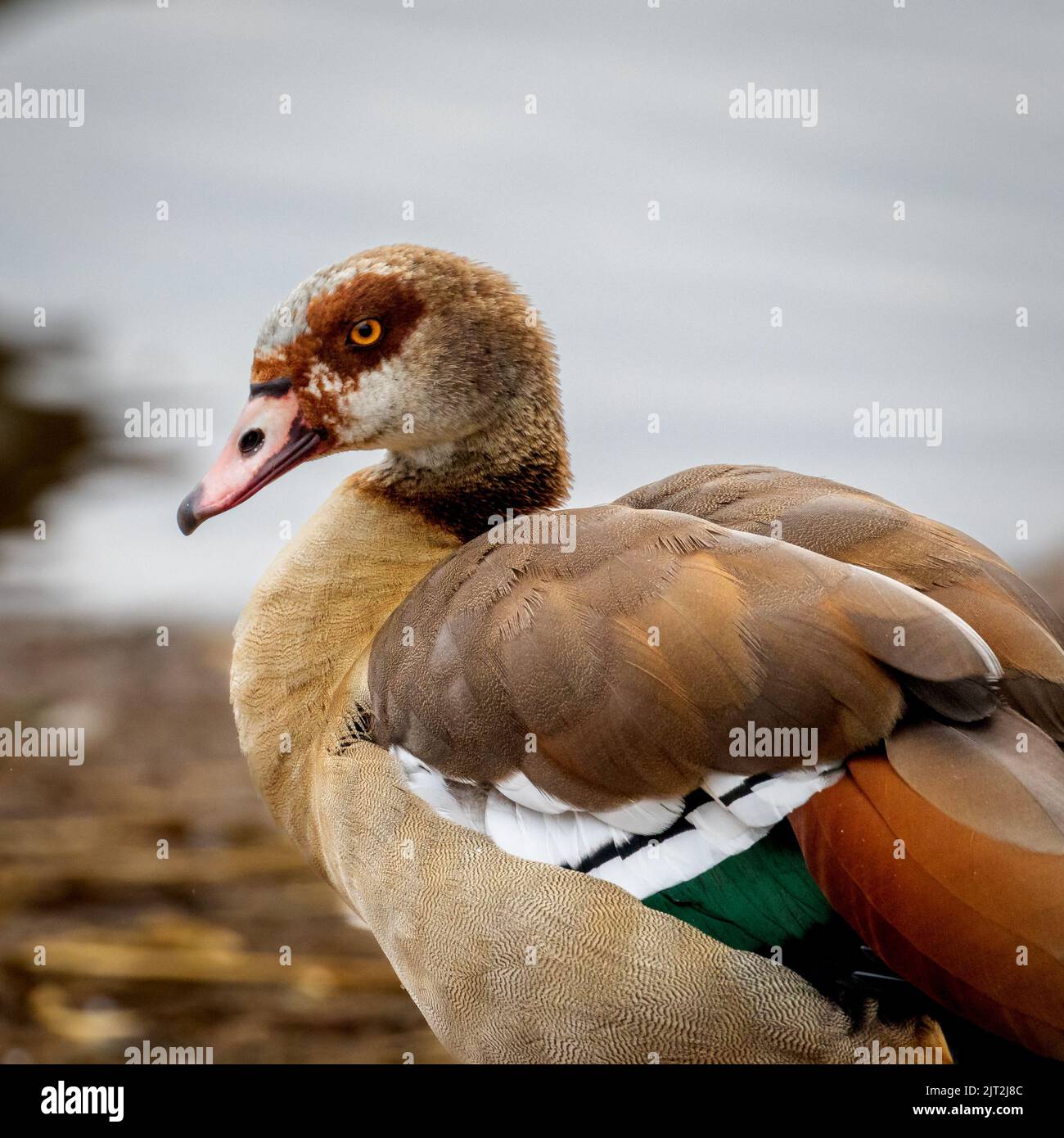 Egyptian goose bird hi-res stock photography and images - Alamy