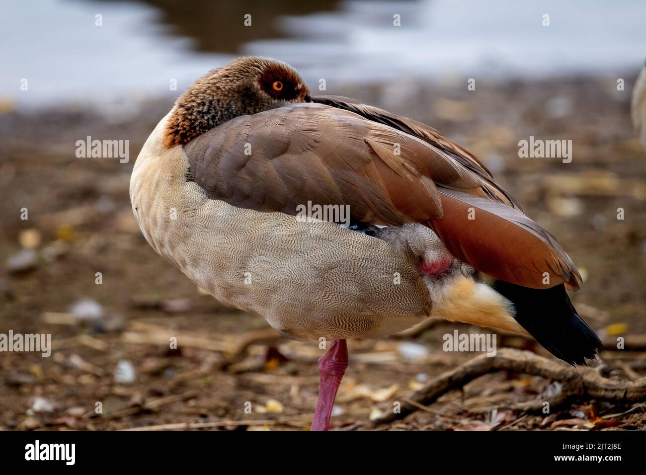 Egyptian Goose (Alopochen Aegyptiacus Stock Photo - Alamy