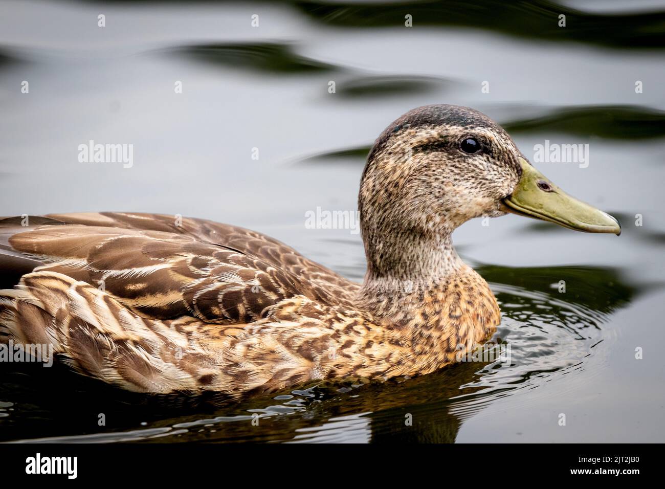 Female mallard duck detail hi-res stock photography and images - Alamy