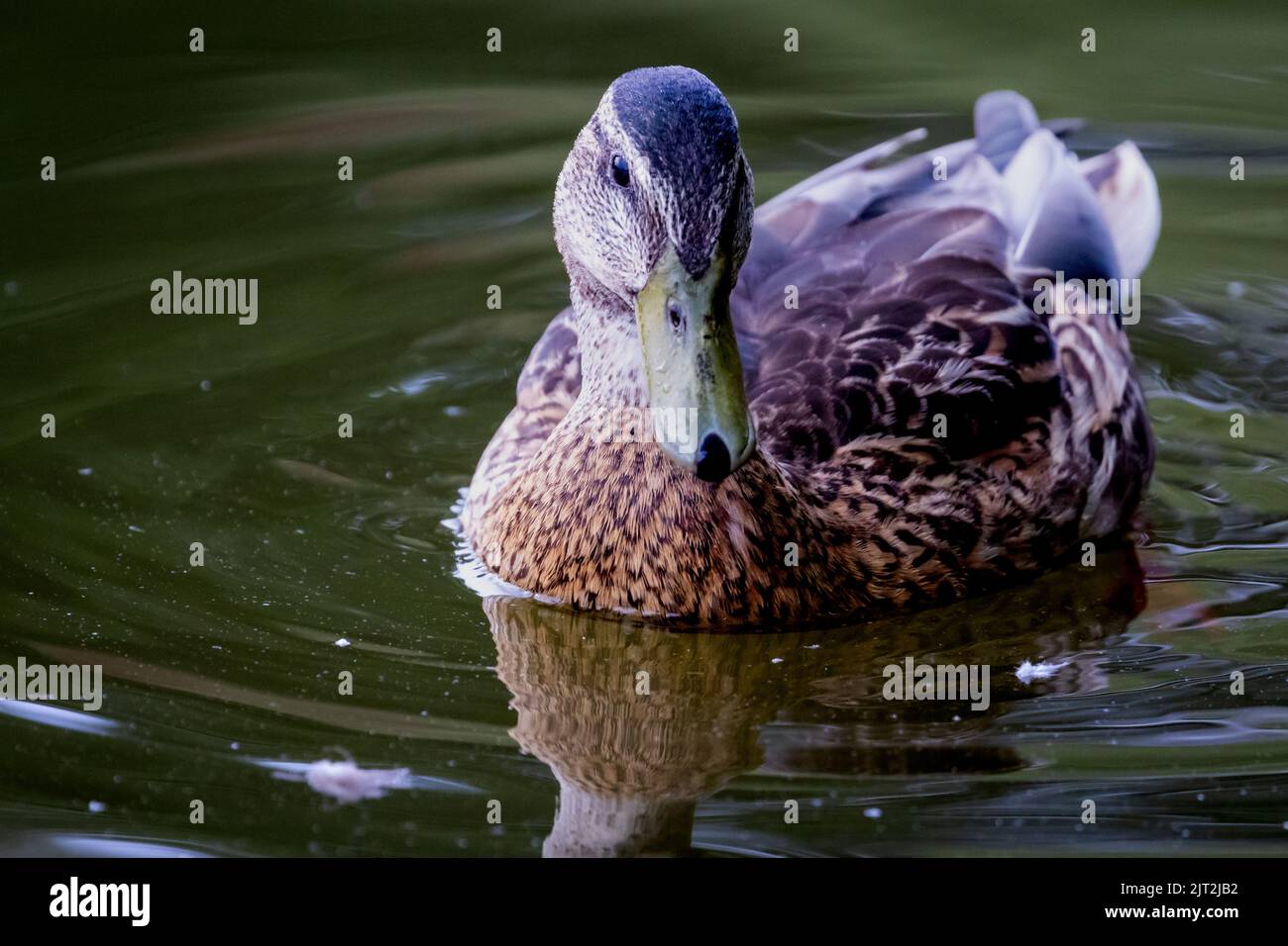 Mallard detail britain hi-res stock photography and images - Alamy