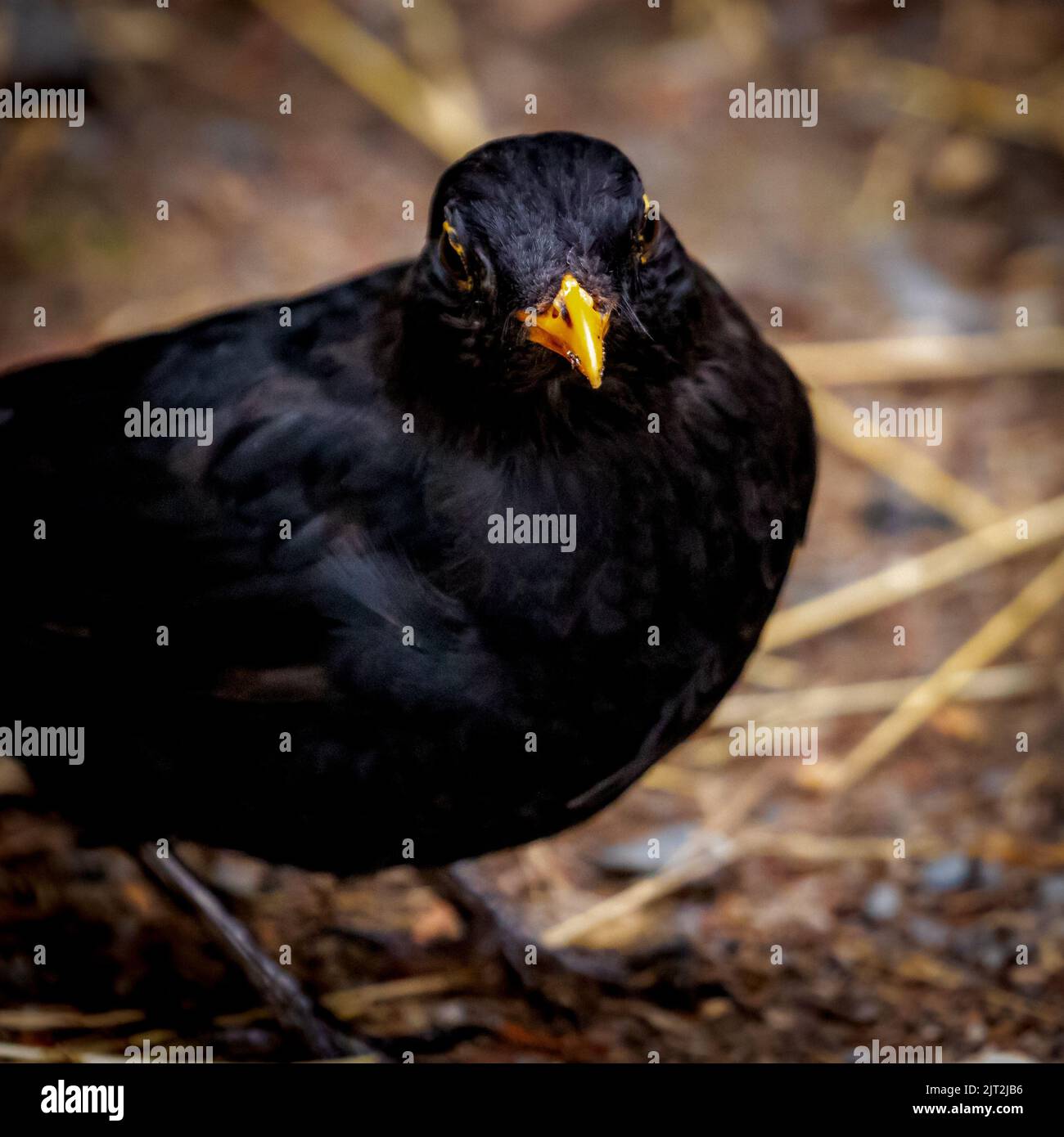 Black feathers bird hi-res stock photography and images - Alamy