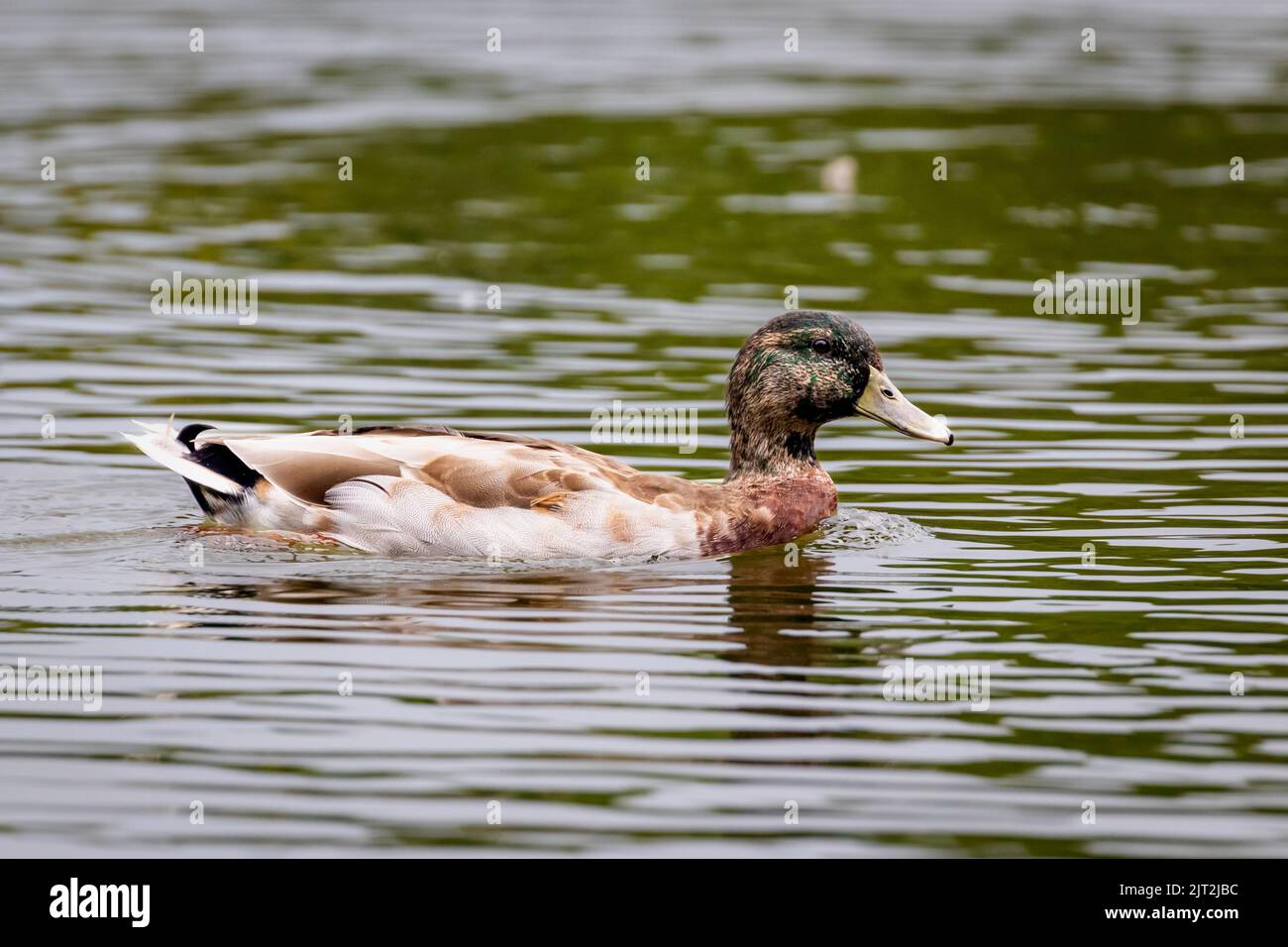 Mallard park hi-res stock photography and images - Alamy