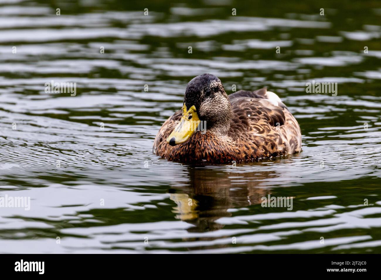 Mallard detail hi-res stock photography and images - Alamy