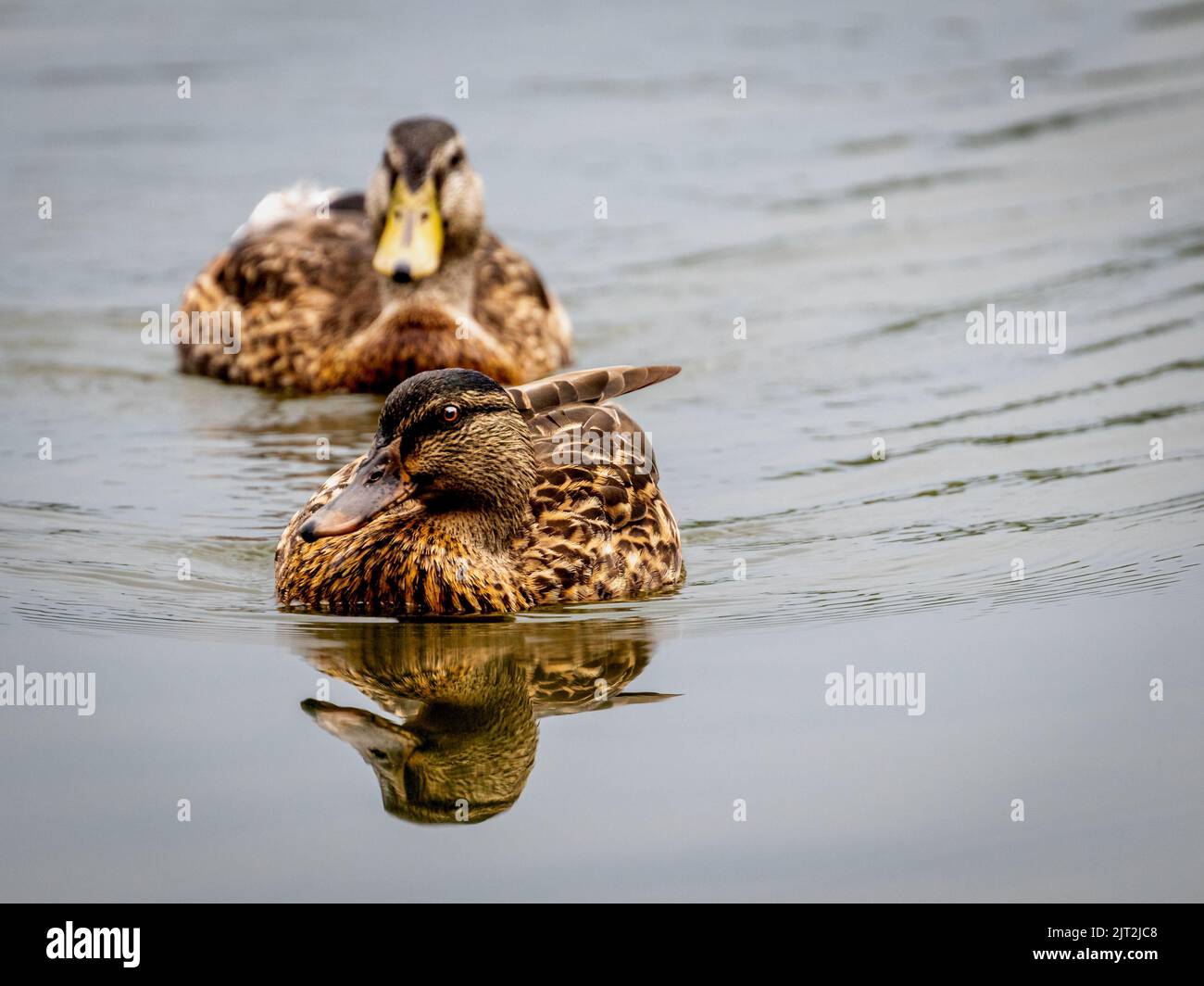 Mallard detail britain hi-res stock photography and images - Alamy