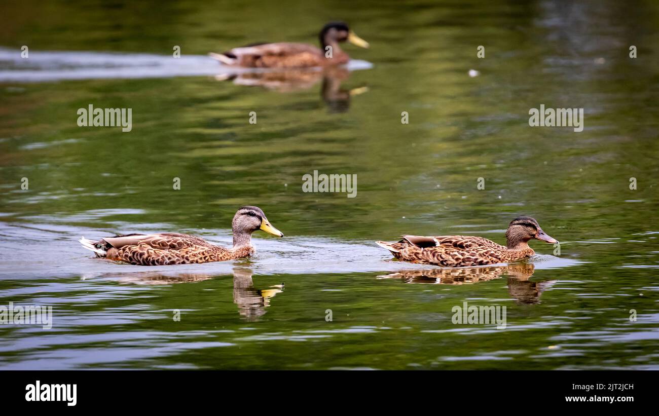 English mallards hi-res stock photography and images - Alamy