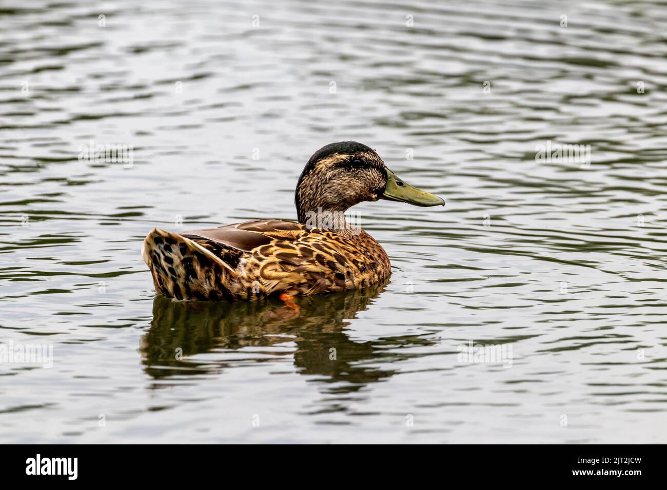 Mallard detail britain hi-res stock photography and images - Alamy