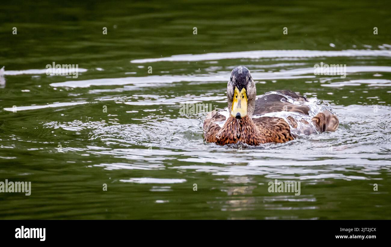 Female Mallard having a Bath Stock Photo - Alamy