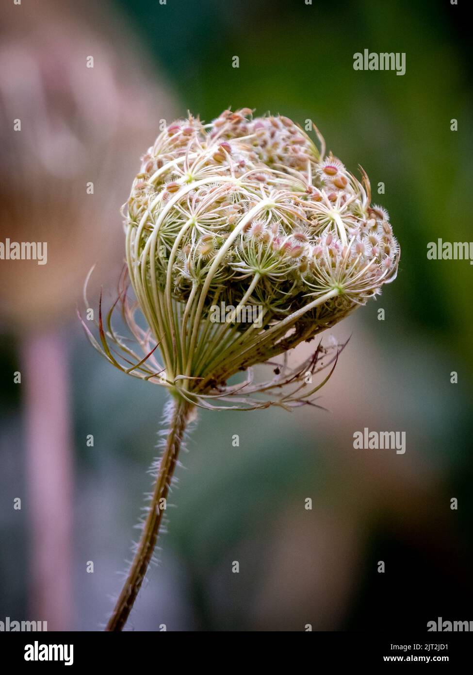 Wild Carrot (Daucus Carota Stock Photo - Alamy