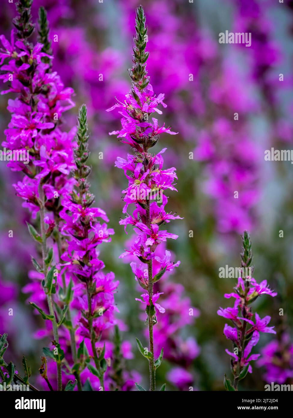 Lythrum leaf hi-res stock photography and images - Alamy