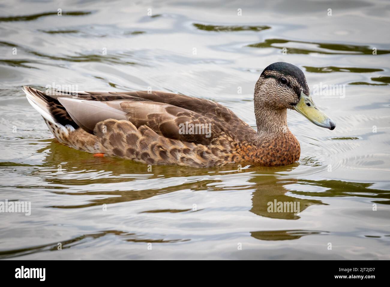 Mallard eye hi-res stock photography and images - Alamy